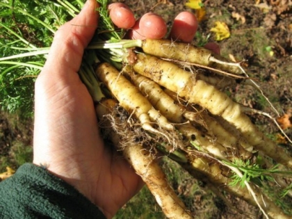 Batata baroa, mandioquinha ou cenoura amarela? Conheça!