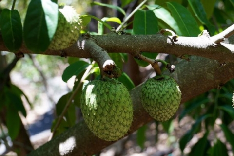 Araticum, conheça esta fruta! - Saúde Natural